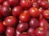 Health benefits of Kokum Fruit (Garcinia Indica) - Jindal Naturecure ...