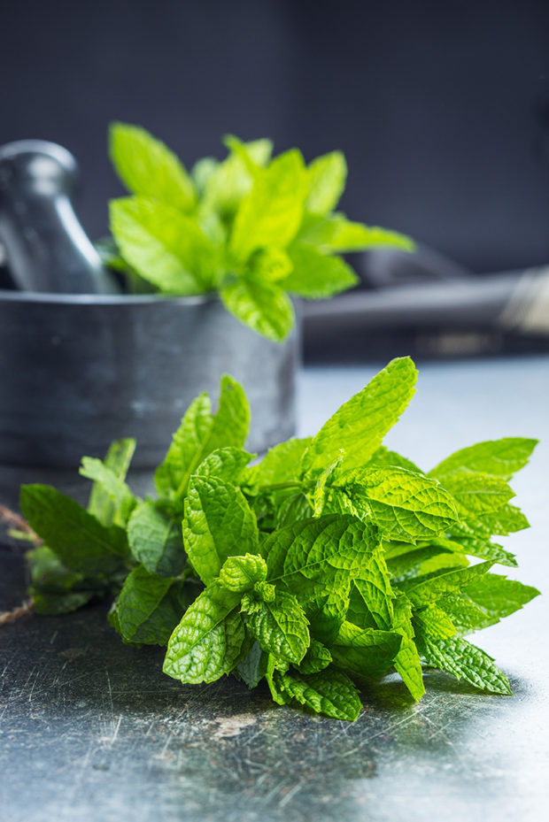 The Magic of Mint - Health benefits and medicinal values - Jindal ...